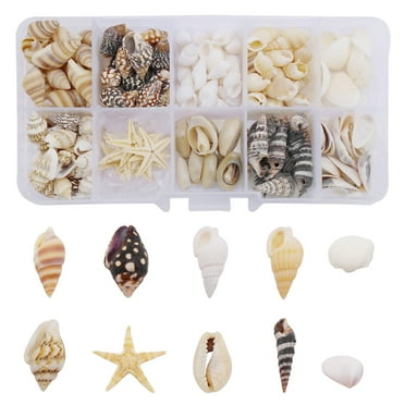 1 Box of 33-Grid Magnetic Shell Display Box-Conch Collector Case with ...
