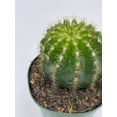 Lemon Barrel Cactus, 4 inch, Echinopsis Calochlora - Walmart.com