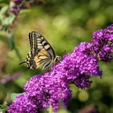 3 gal. Buddleia Royal Razz Live Shrub Full Sunlight with Pink Flowers ...