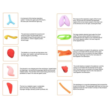 3d Organ Apron Body Organs Toy 3D Organ Apron Anatomy Apron Human Body ...