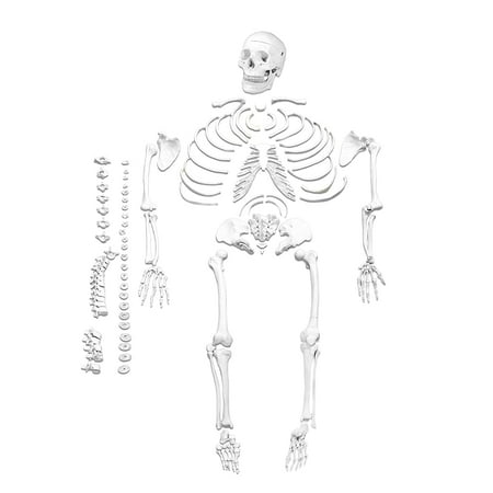 E08280 Life Size, Disarticulated Human Skeleton | 3 Part Skull | One ...