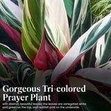 American Plant Exchange Stromanthe Trio Star, Vibrant Live Houseplant ...