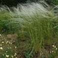 Drought Tolerant Stipa Barbata Ornamental Grass Plant Seed - 20 Seeds ...