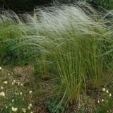 Drought Tolerant Stipa Barbata Ornamental Grass Plant Seed - 20 Seeds ...