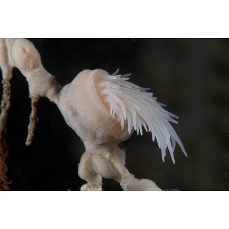 Cup coral polyps hang under a ledge on a reef in Fiji Poster Print (34 ...