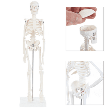 Learning Resources Skeleton Anatomy Model - Walmart.com