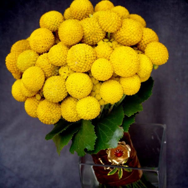 20 Yellow BILLY BUTTONS / WOLLYHEADS Craspedia Globosa Flower Seeds ...