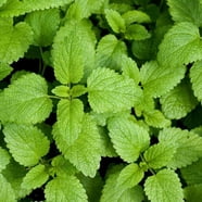 Spearmint Seeds - Mentha Spicata Spearmint Herb Seed - 20000 Seeds ...