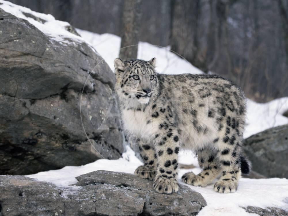 Juvenile Snow Leopard, Animals Unframed Photographic Print Wall Art by ...