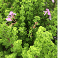 Scented Geranium Lemonii Plant Live for Planting, Scented Geranium ...