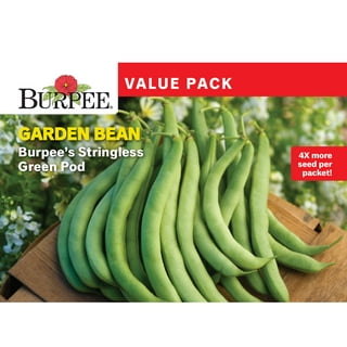 Vegetable Seeds-French Horticultural Beans -30 Seeds-Taylors Dwarf Dry ...