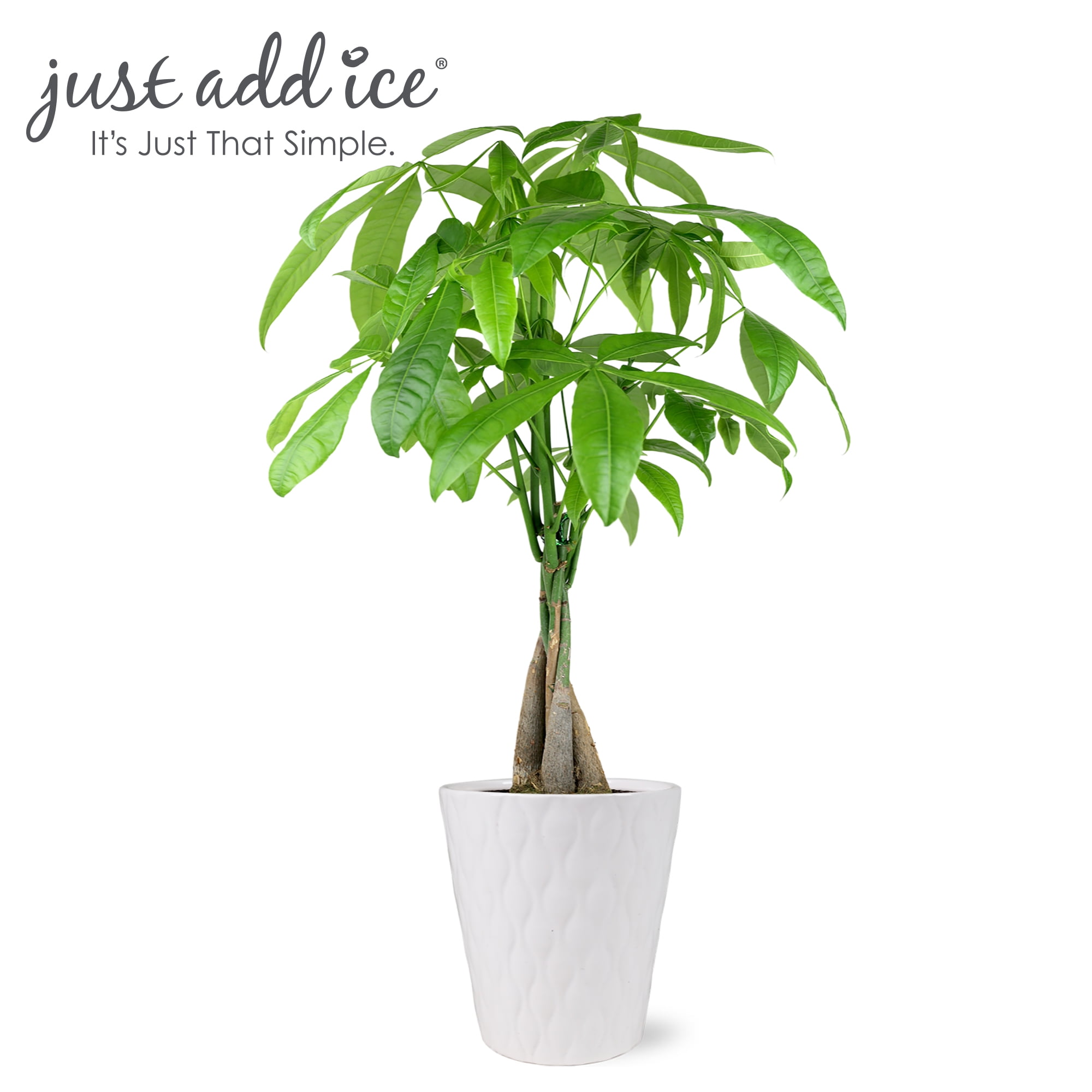 Just Add Ice 14-16" Money Tree Live Plant in 5" White Ceramic Pot ...