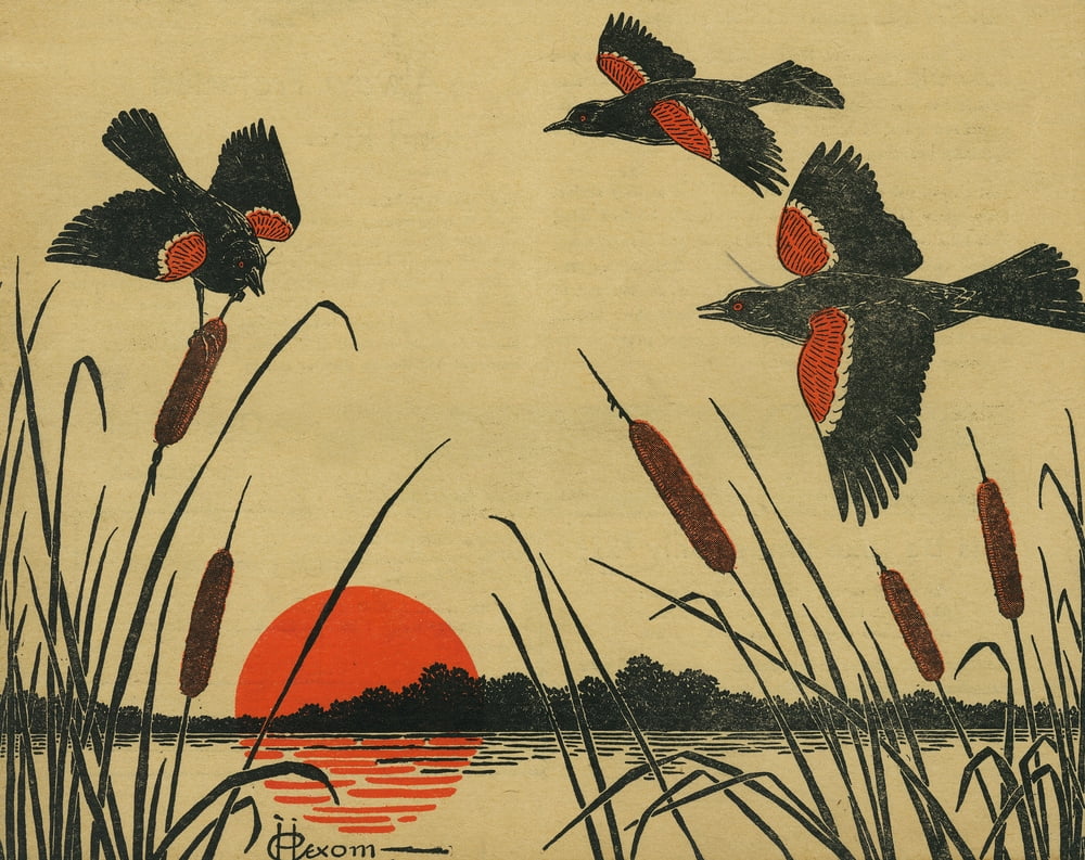 View of a Flock of Coot Birds Flying over a Pond, Vintage Magazine ...
