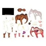 4D Wolly Mammoth Anatomy Model, by 4D Master - Walmart.com