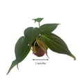 Philodendron Micans in a 2 inch Pot, Starter House Plant, Rare Philo Tiny Mini Pixie Plant ...
