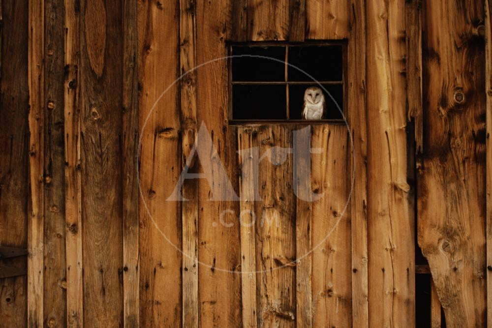 Barn Owl in Barn Window, Animals Unframed Photographic Print Wall Art ...
