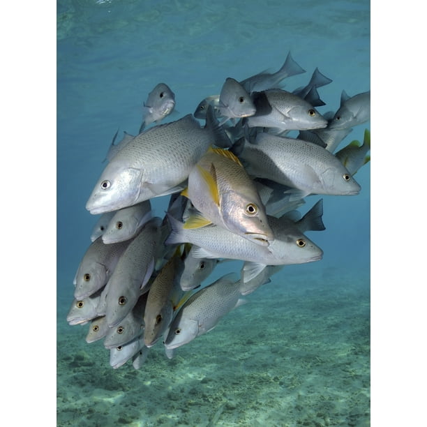 Caribbean Red Snapper