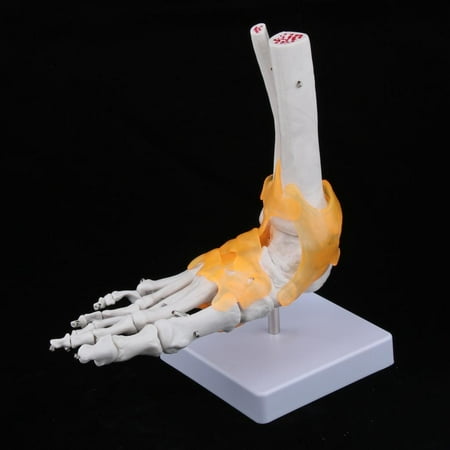 Human Foot Skeleton Model On Base, Foot , For Science Display Teaching ...