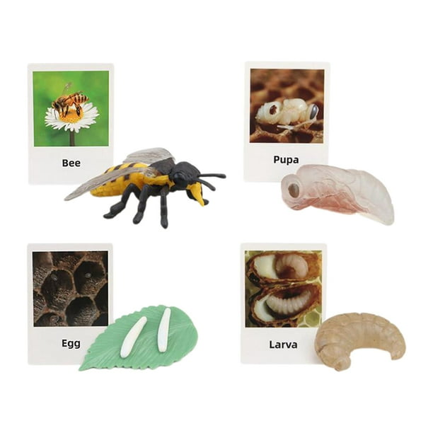 Milaget Life Cycle Figures Toys, Biology Science, Growth Stage Model ...