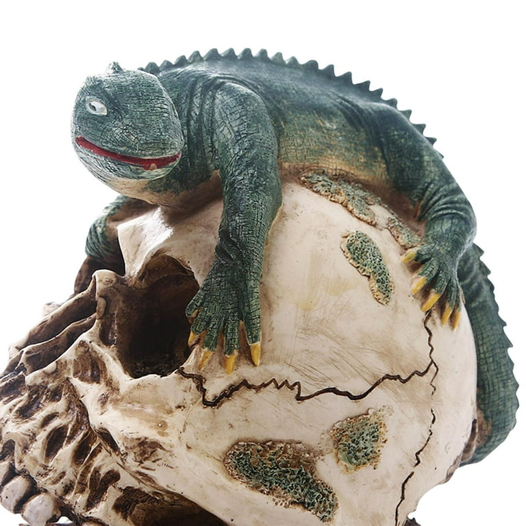Marine Iguana Skull