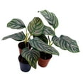 Calathea Ornata Pinstripe 2 inch Set of 3 Prayer Plant Tiny Mini Pixie ...