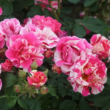 Heirloom Roses Live Shrub Plant - Outdoor Tropical Lightning Climbing ...