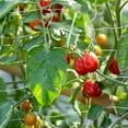 2 Pack Grow Tent Net Trellis Netting 4x4Ft Elastic Trellis Netting ...