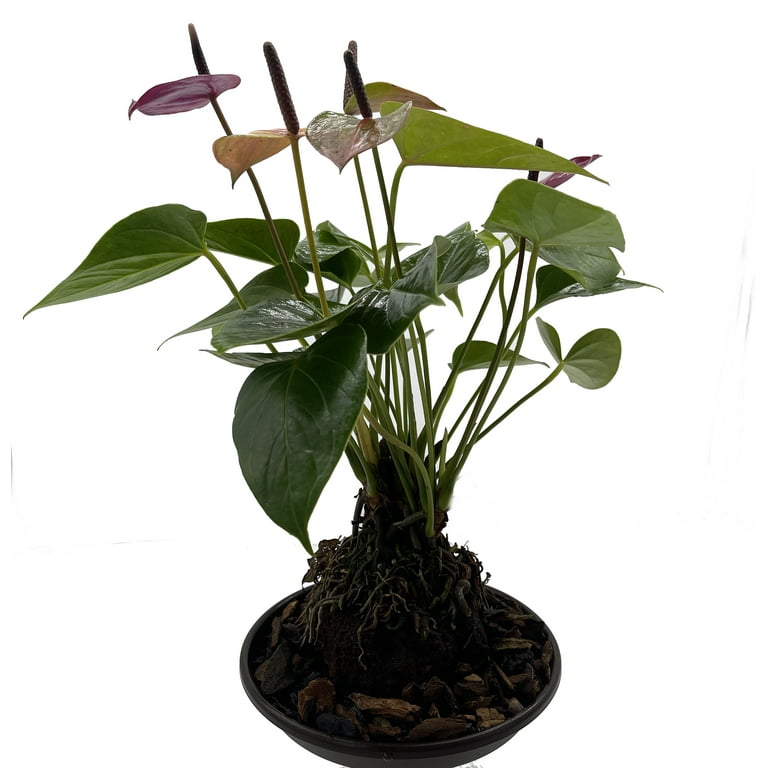 Volcano Plants Anthurium