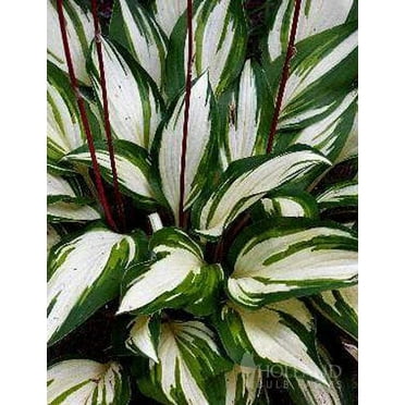 Halcyon Hosta - Indoor Real Flower, Medium Size Deep Green/Blue ...