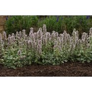 Halcyon Hosta - Indoor Real Flower, Medium Size Deep Green/Blue ...