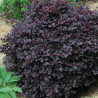3 gal Loropetalum Purple Pixie Live Shrub with Pink Flowers - Walmart.com