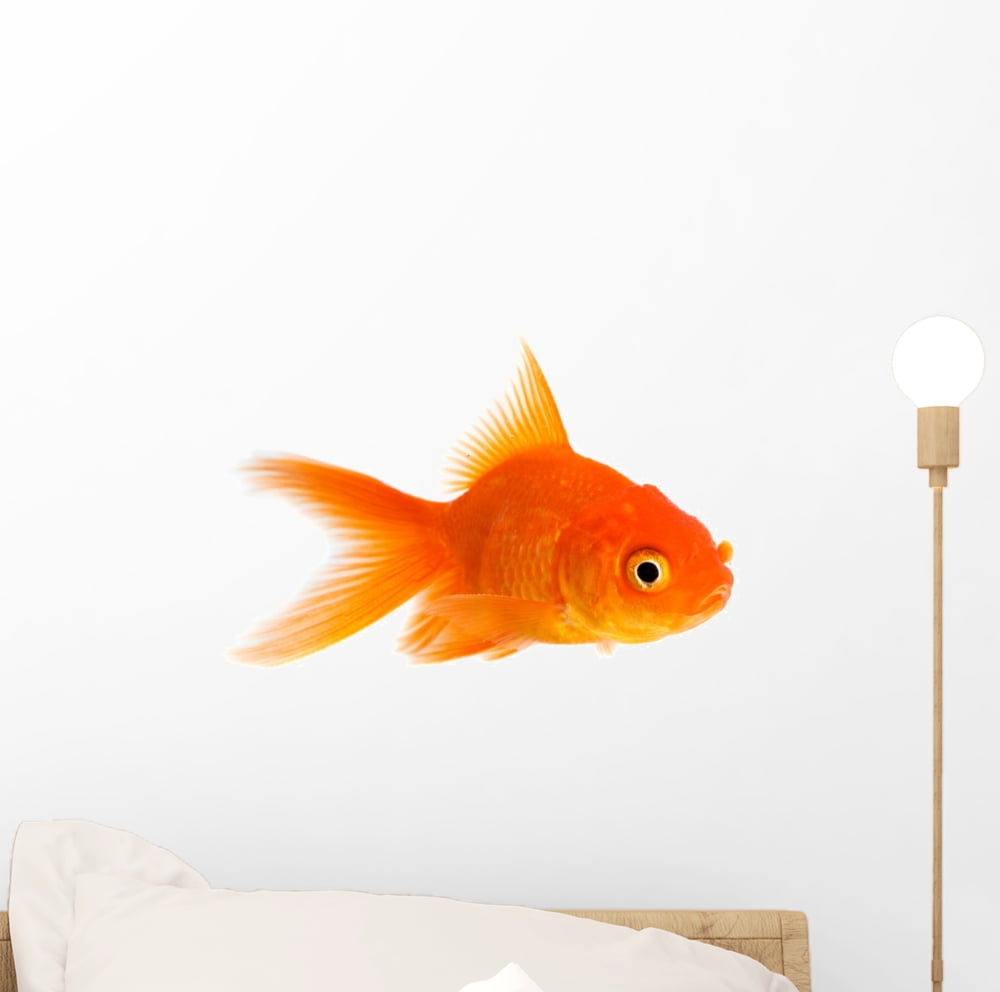 Goldfish Wall Decal by Wallmonkeys Peel and Stick Graphic (12 in W x 8 ...