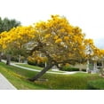 Yellow Tabebuia Trumpet Tree - Live Plant in a 3 Gallon Pot ...