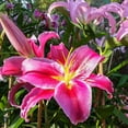 Giant Stargazer Lilies - 12 Bulbs - Pink & White Flowers-Attracts ...