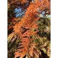 Bald Cypress Tree – Live Deciduous Shade Tree with Feathery Green ...