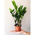 Wekiva Foliage ZZ Plant - Easy Care, Low Light Houseplant in 4 Inch Pot ...