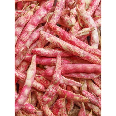 15 Seeds CHRISTMAS LIMA BEAN Calico Chestnut Phaseolus Lunatus Legume ...