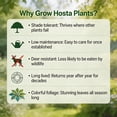 Butterfly Flower Hostas for Planting-(Non-Artificial)-Bloom Year After ...