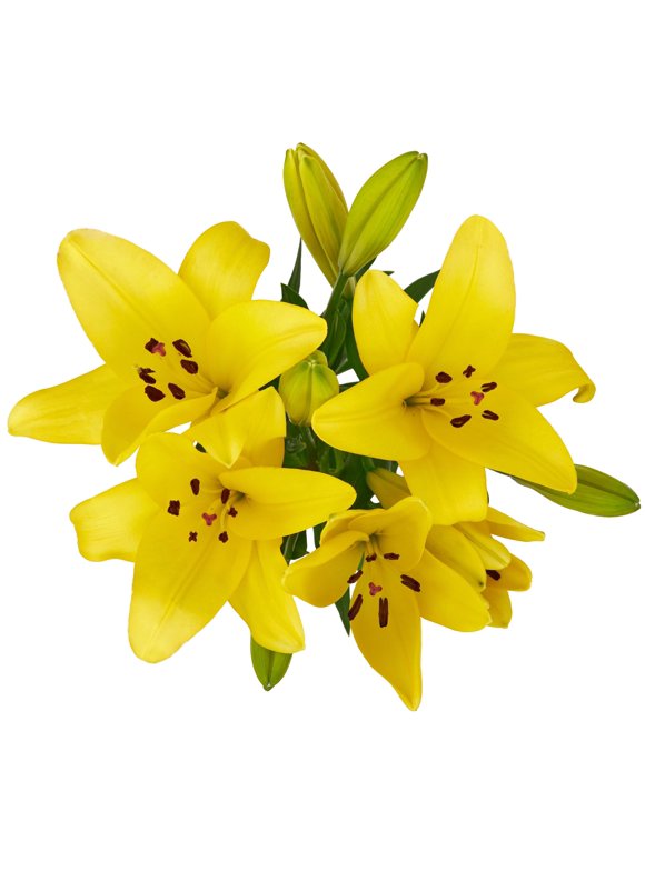 Lilies in All Flowers - Walmart.com