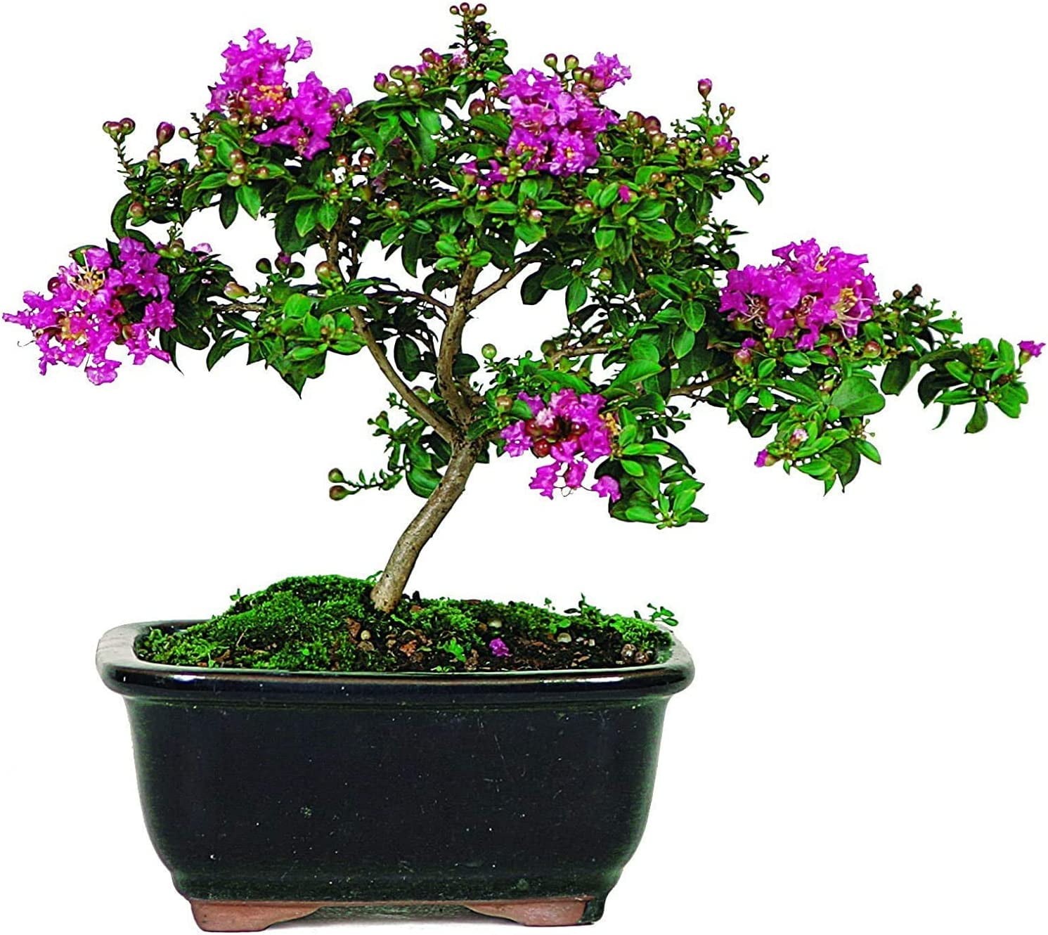 Crape Myrtle Bonsai Tree Seeds - 20 Seeds - Exotic Bark and Flowering ...