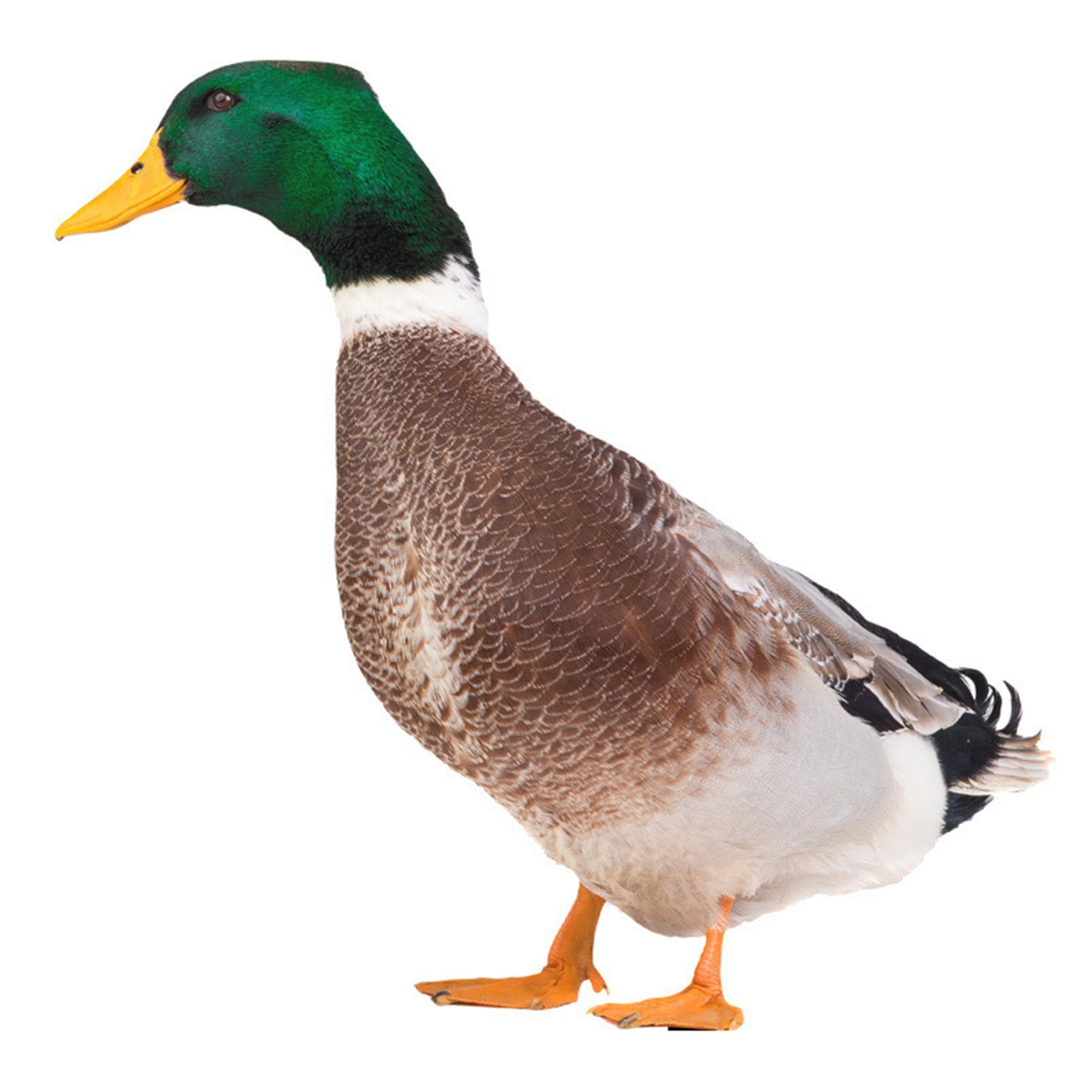 FaLX Duck Decor Realistic Life-like Ornamental Double-sided Printing ...