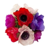 Anemones 60 Stems of Assorted Colors Farm Direct Fresh Cut Flowers by ...