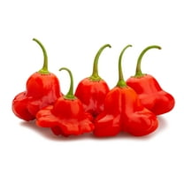 50 * Seeds Ubatuba CAMBUCI PEPPER Red Brazilian Capsicum Baccatum ...