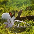 Carrot Rabbit Yard Art Garden Lawn Floor Decoration Ornament,Hollow Out ...