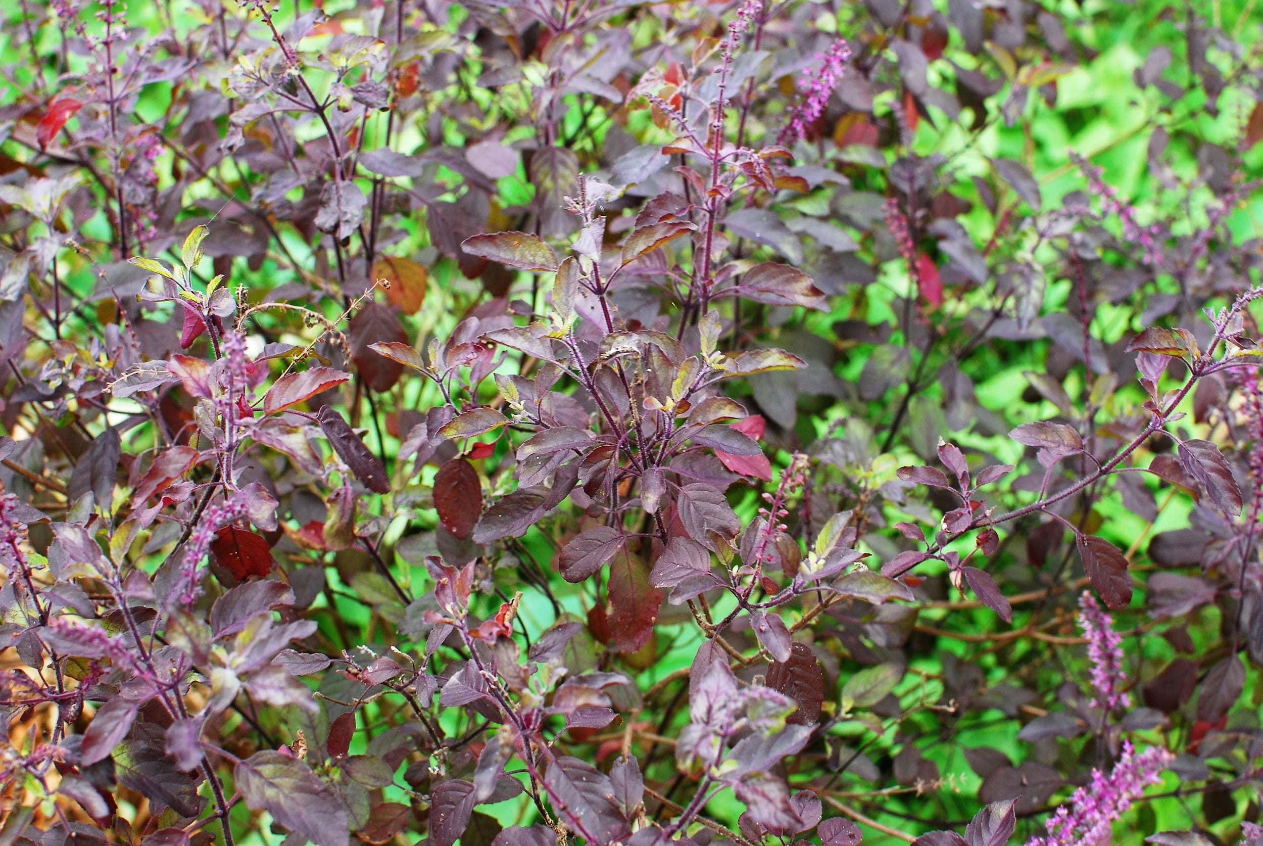 200 Purple Krishna Tulsi HOLY BASIL Ocimum Sanctum Tenuiflorum Herb ...