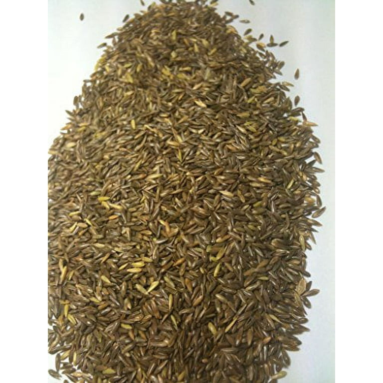 Reed Canary Grass Seeds