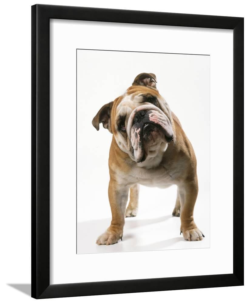 Bulldog, Animals Framed Art Print Wall Art Sold by Art.Com - Walmart.com