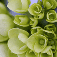 15 Light Green Mini Hydrangeas- Beautiful Fresh Cut Flowers- Express ...