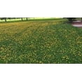 EcoTurf Perennial Peanut Grass 2 Large Gallon Size Plants Arachis ...