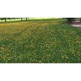 EcoTurf Perennial Peanut Grass 3 Large Gallon Size Plants Arachis ...